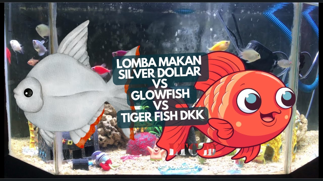 Lomba Makan Para Ikan Silver Dollar vs Glowfish vs Tiger Fish dkk Edisi ...