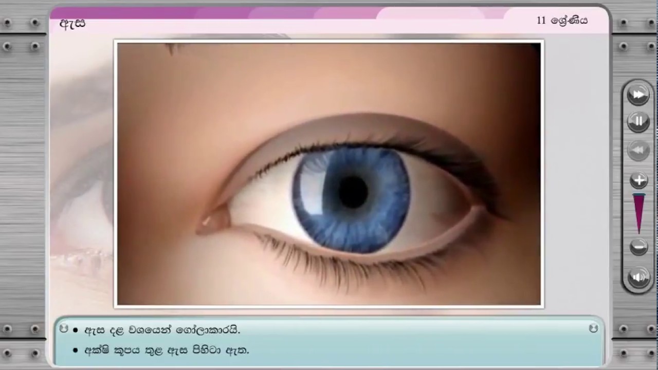 Human Eye - Sinhala Medium Science - YouTube