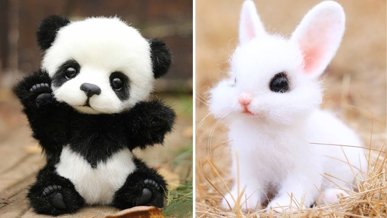 11 SÜßESTE Tierbabys, die dich VERZAUBERN werden - YouTube