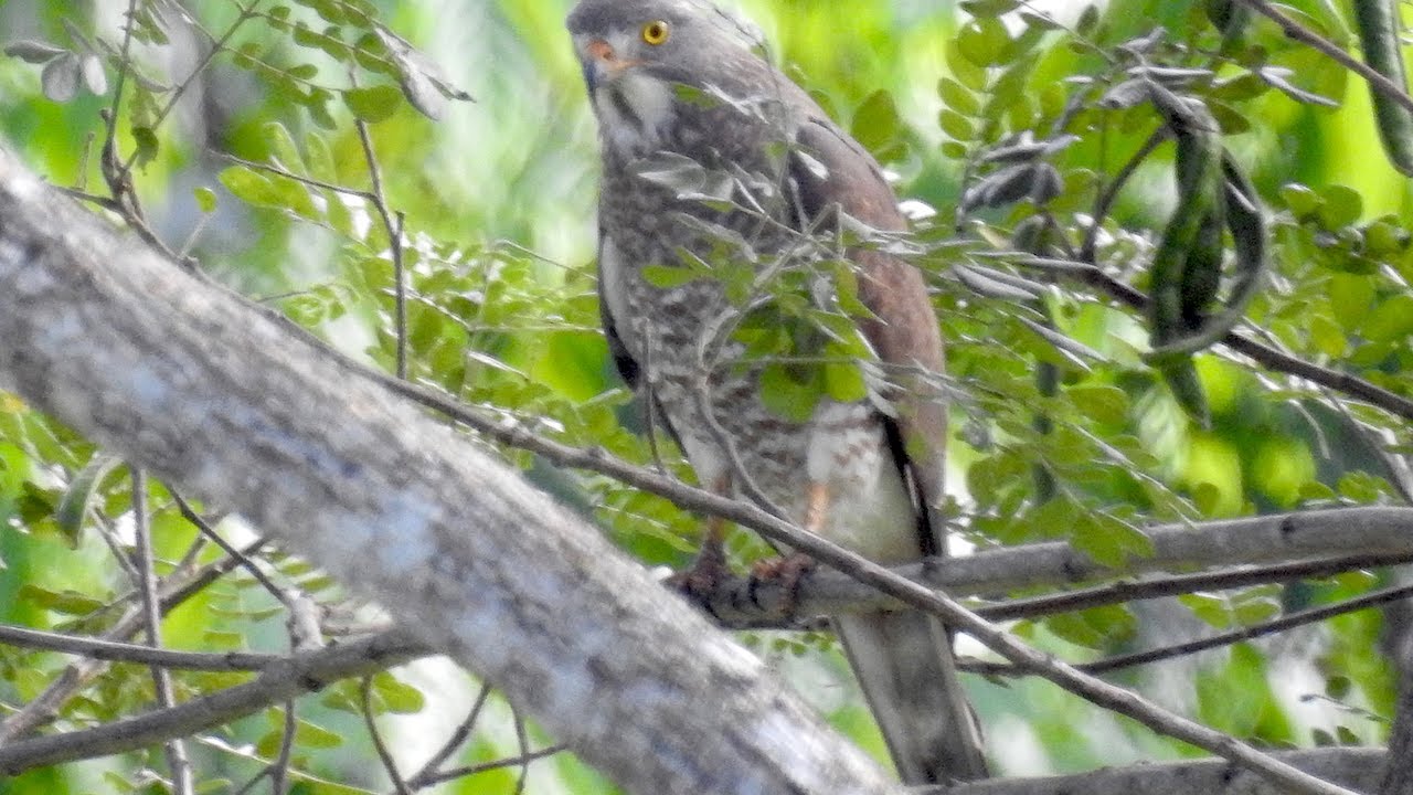 Grey-faced Buzzard (Butastur indicus) - YouTube
