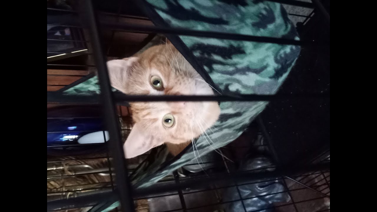 THE STORY OF HOW A STRAY CAT BECAME BOO BOO KITTY / PART FIVE - YouTube