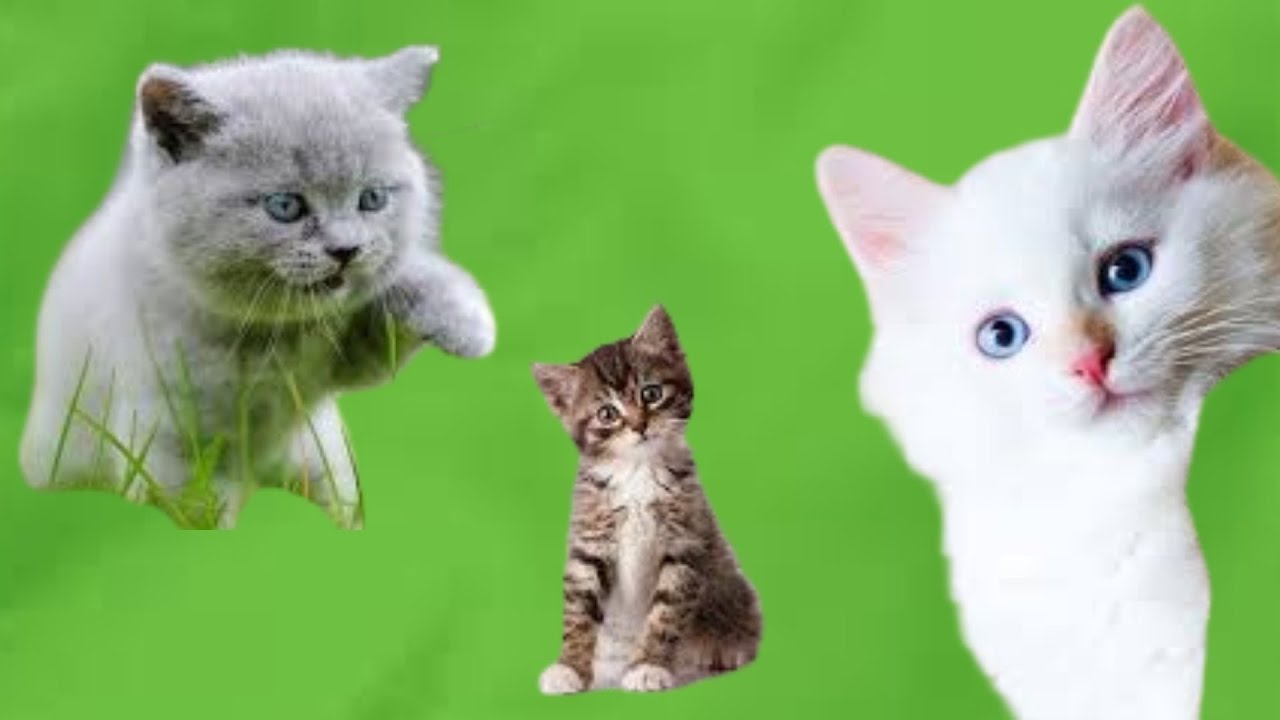 Il s'appelle comment, ton chat💕🐱 ? Noms de chat 2024 #tendances#Noms# ...
