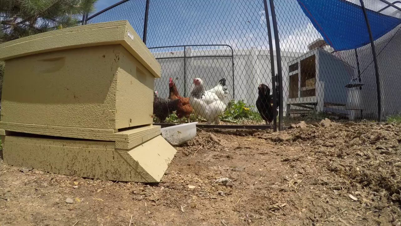Bees and Chickens Time-lapse - YouTube