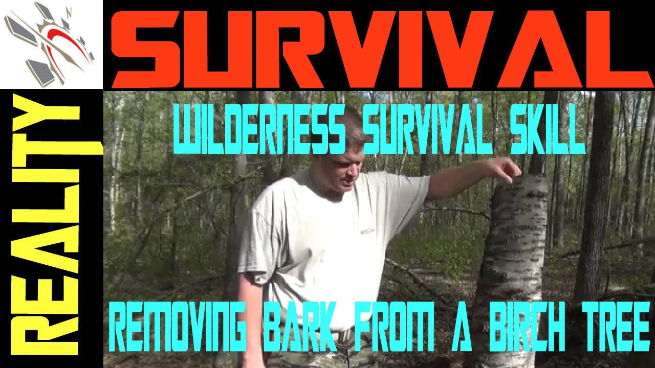 How To Peel A Birch Bark Tree - YouTube