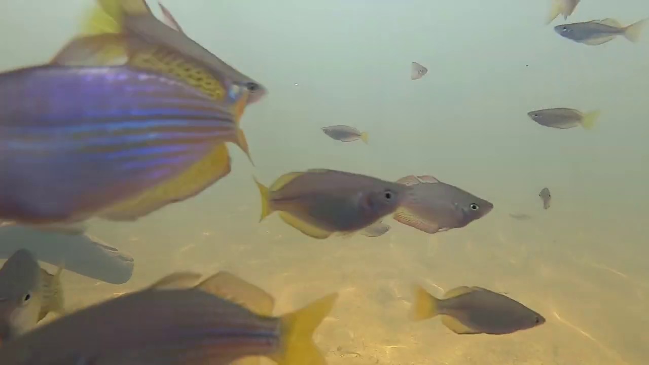 Coen River- Cape York - Australia - 23rd April 2019 - YouTube