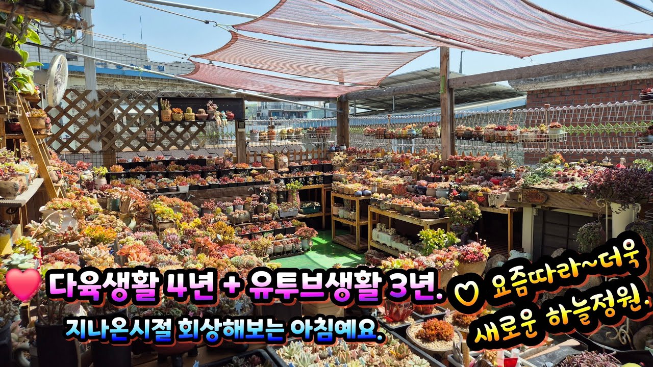 청주에서 만들어갈 새로운 제2의 하늘정원🎁 예쁘게 꾸미고 함께 만들기 프로젝트 ♥️ 개봉박두옥상하우스 옥상다육 다육