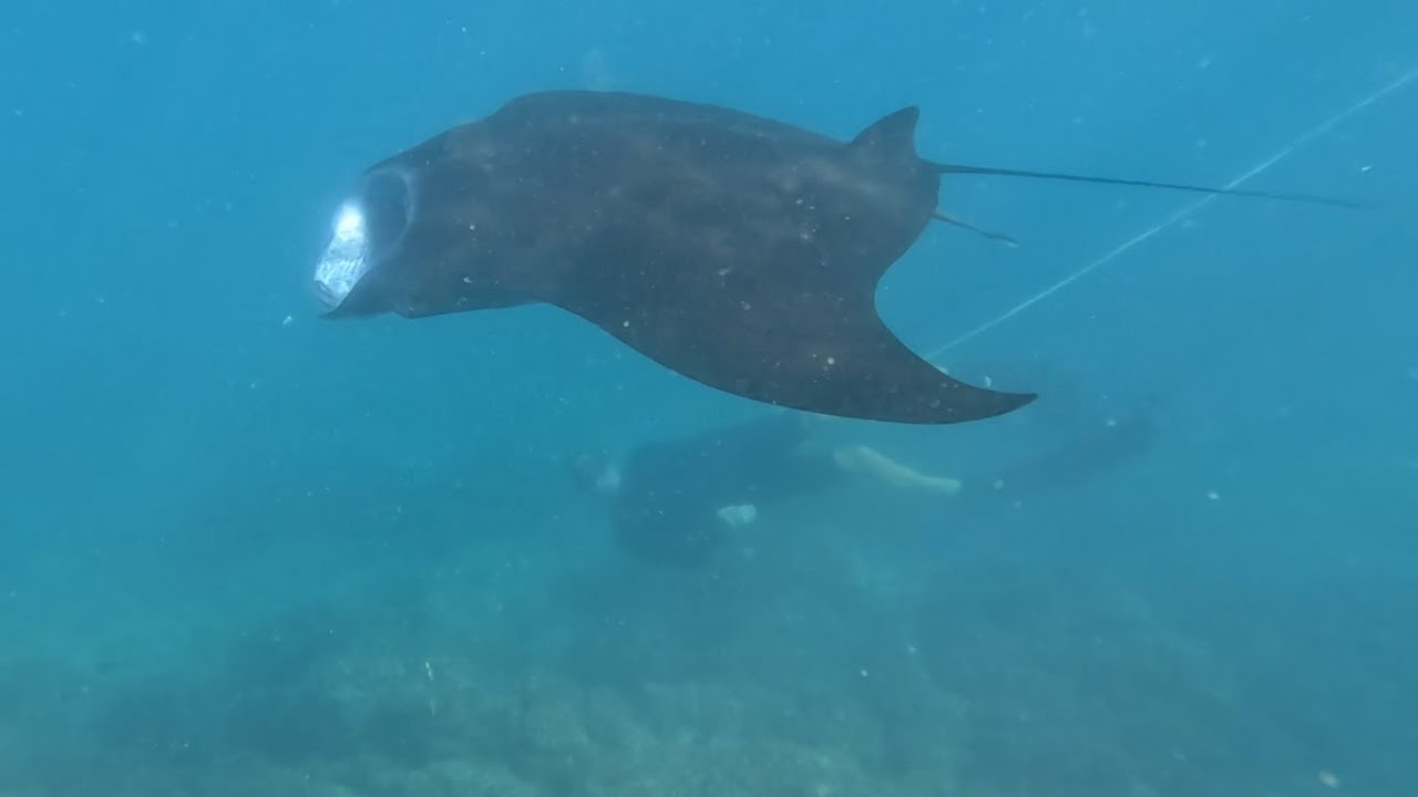 Ep 4: Chasing Manta Rays and Blue Lagoon - YouTube