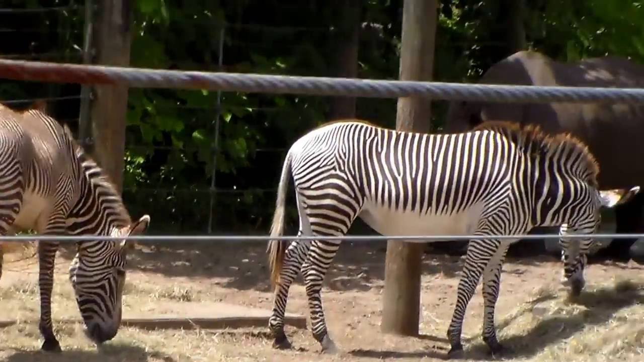 The Safari Ride At Lory Park Zoo - YouTube