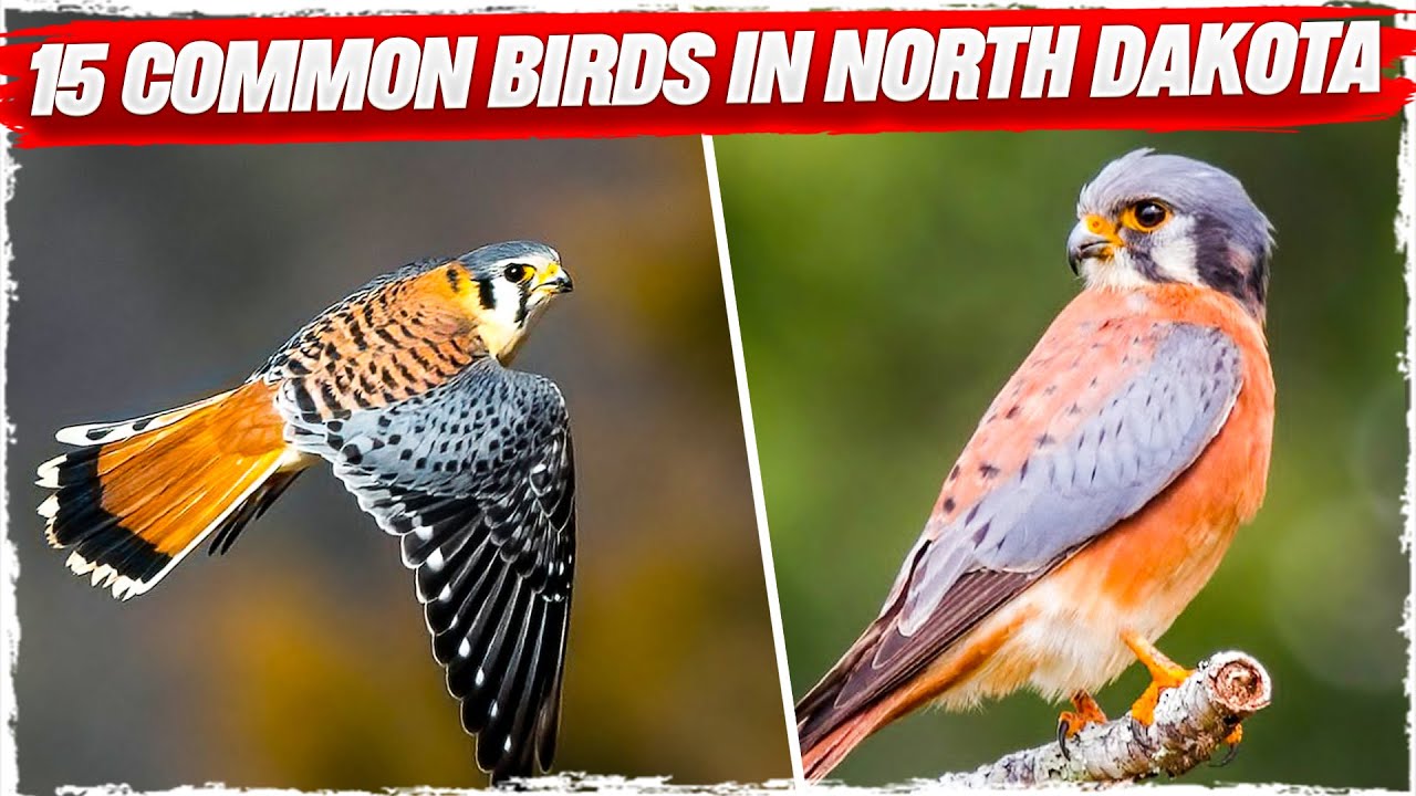15 Common Birds in North Dakota (with Pictures) - YouTube