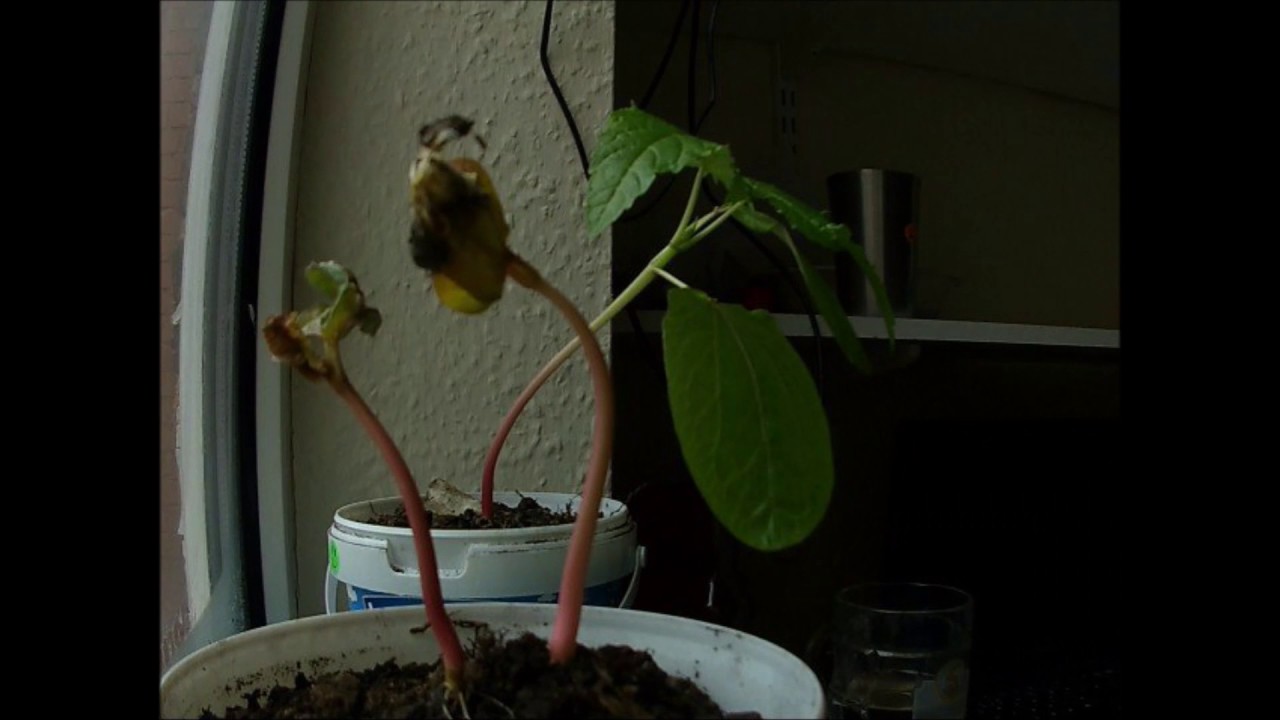 Germinating Castor Bean Plant - YouTube
