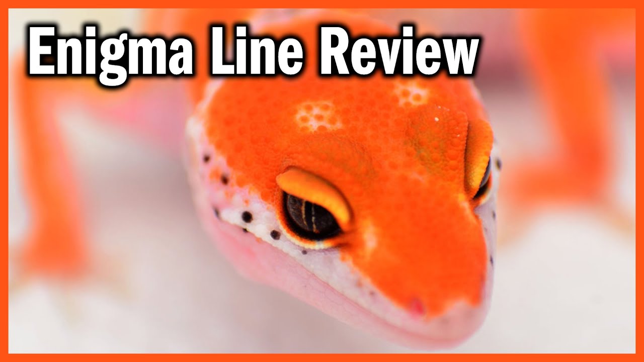 ENIGMA LEOPARD GECKO MORPH REVIEW | GECKOPIA - YouTube