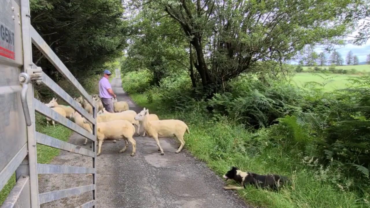 The qualities we look for in a working sheepdog - YouTube