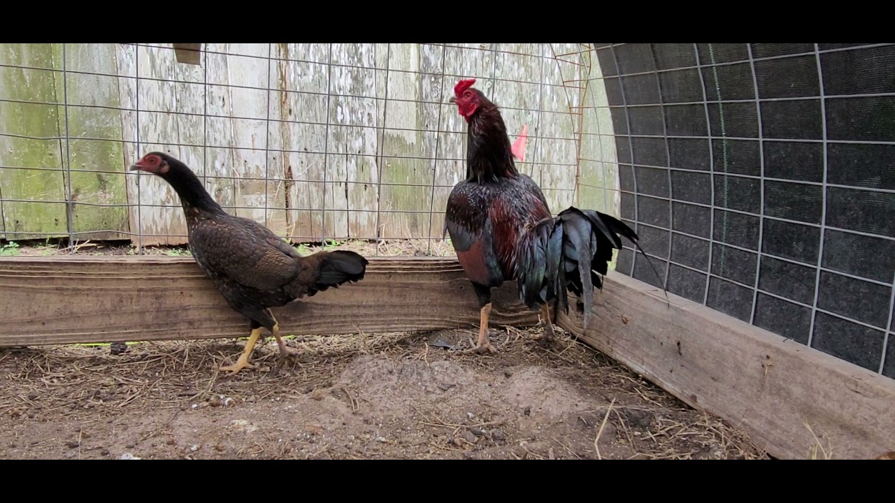 Gallo mitad asil jerry wallace y mitad bombay - YouTube