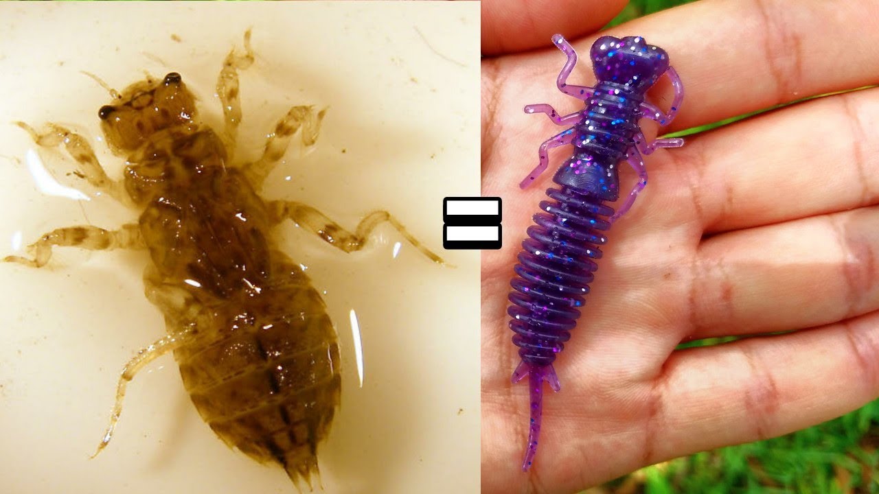 Fishing With DragonFly Larva?!? - YouTube