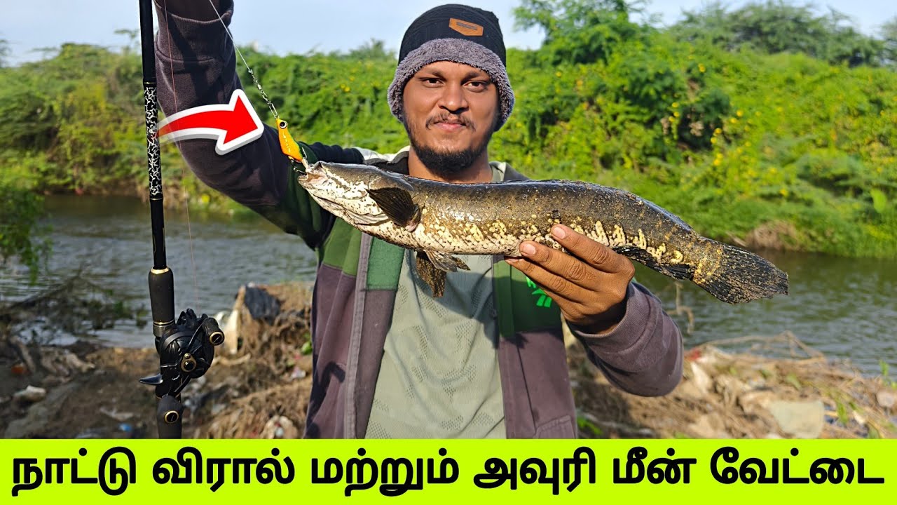 நாட்டு விரால் மீன் மற்றும் செங்கன் அவுரி மீன் பிடிப்பது எப்படி | viral ...