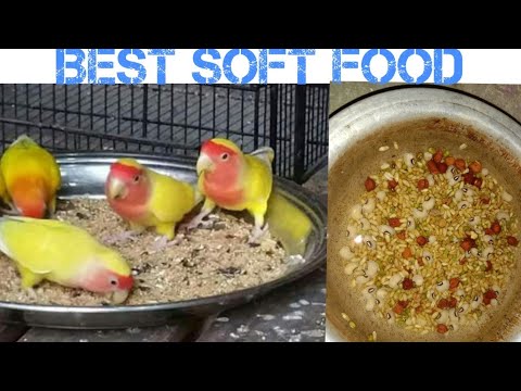 Love birds and cocktail best soft food - YouTube