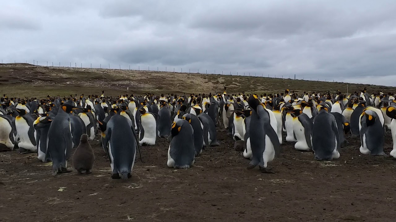 Falkland Island Kings Penguins - YouTube