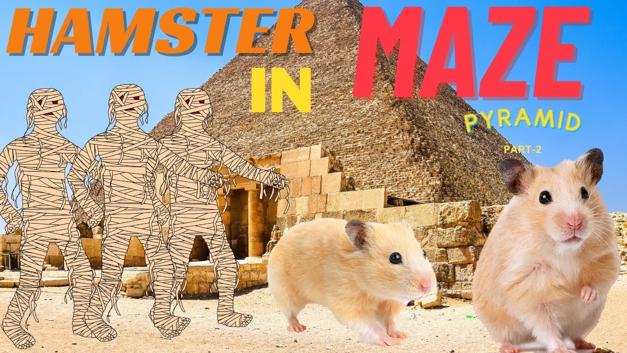 Hamster Runs Maze|Hamster Pyramid Maze| - YouTube