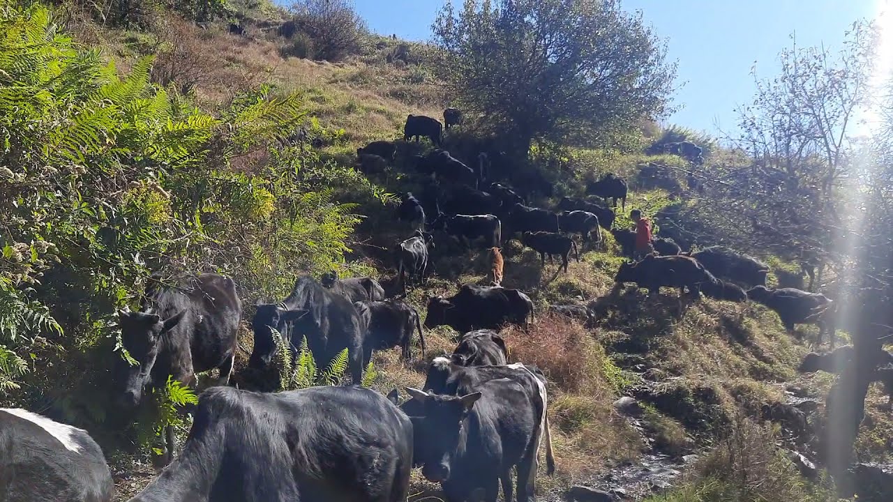 local cow farm in rural nepal - YouTube