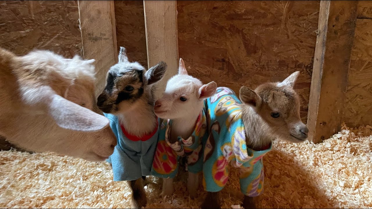 Goats Celebrate National Wear Your Pajamas to Work Day! - YouTube