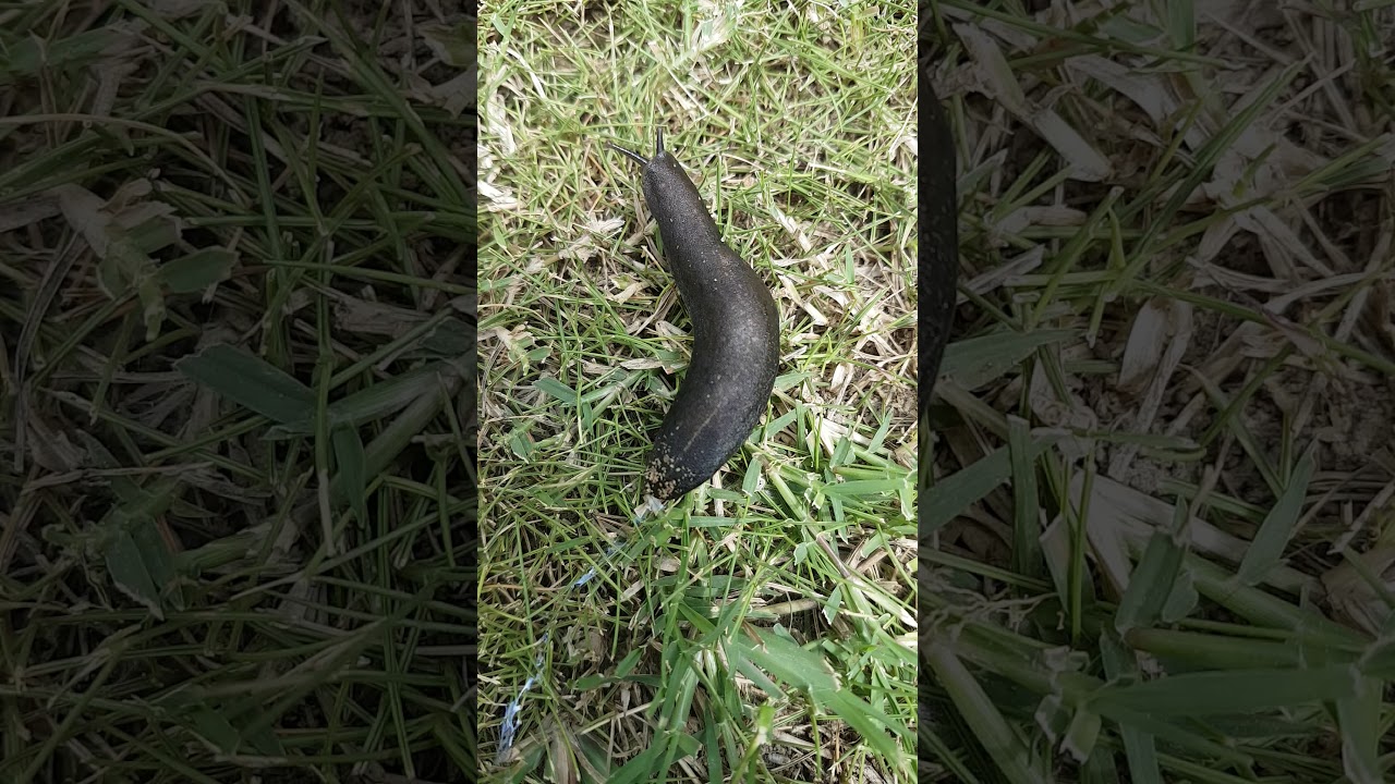 slug, a snail without shell - YouTube