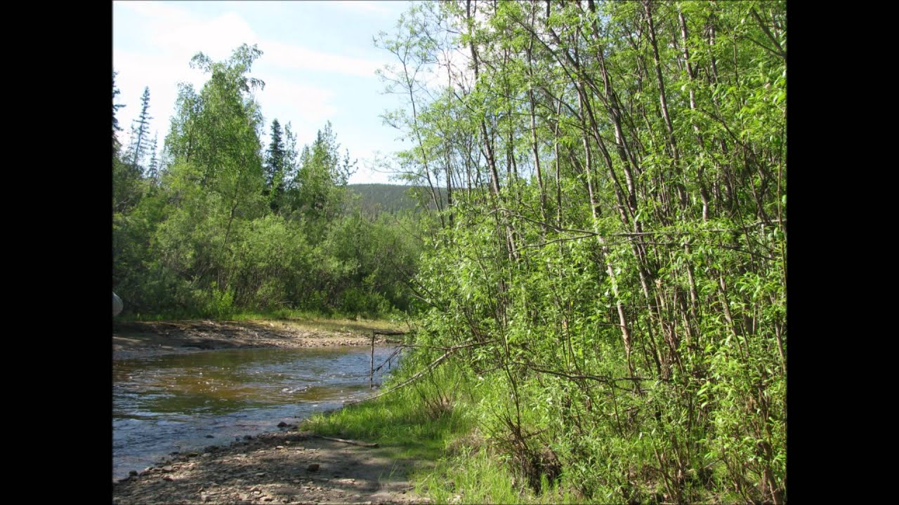 Shiloh's Alaska scenery and wildlife - YouTube