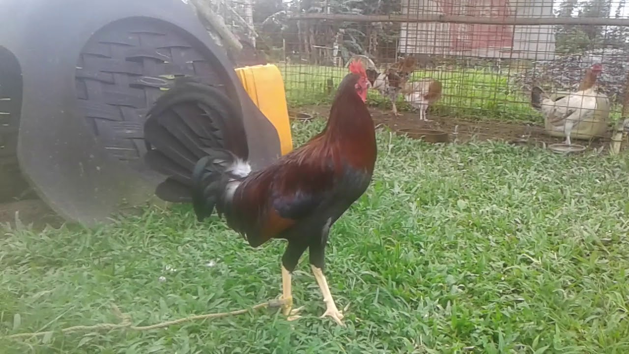 Pure Murphy Whitehackle... - YouTube