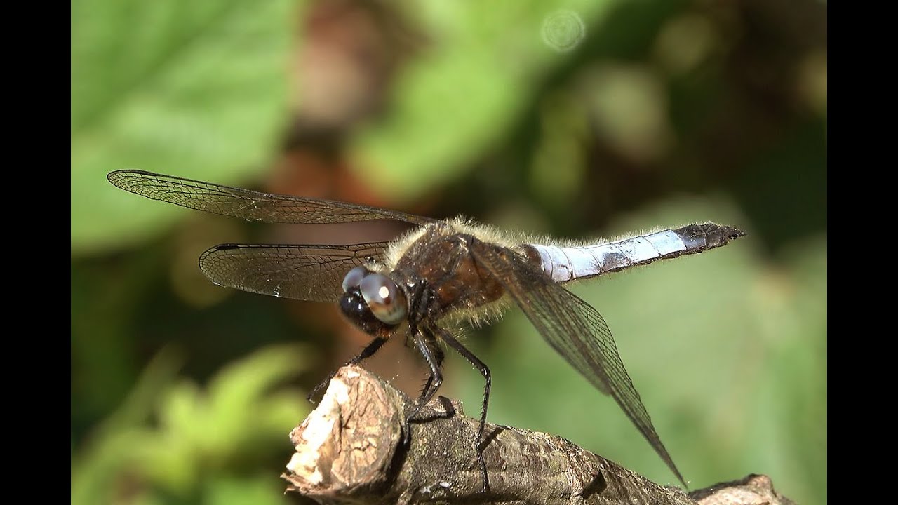 Bruine korenbout Libellula fulva - YouTube
