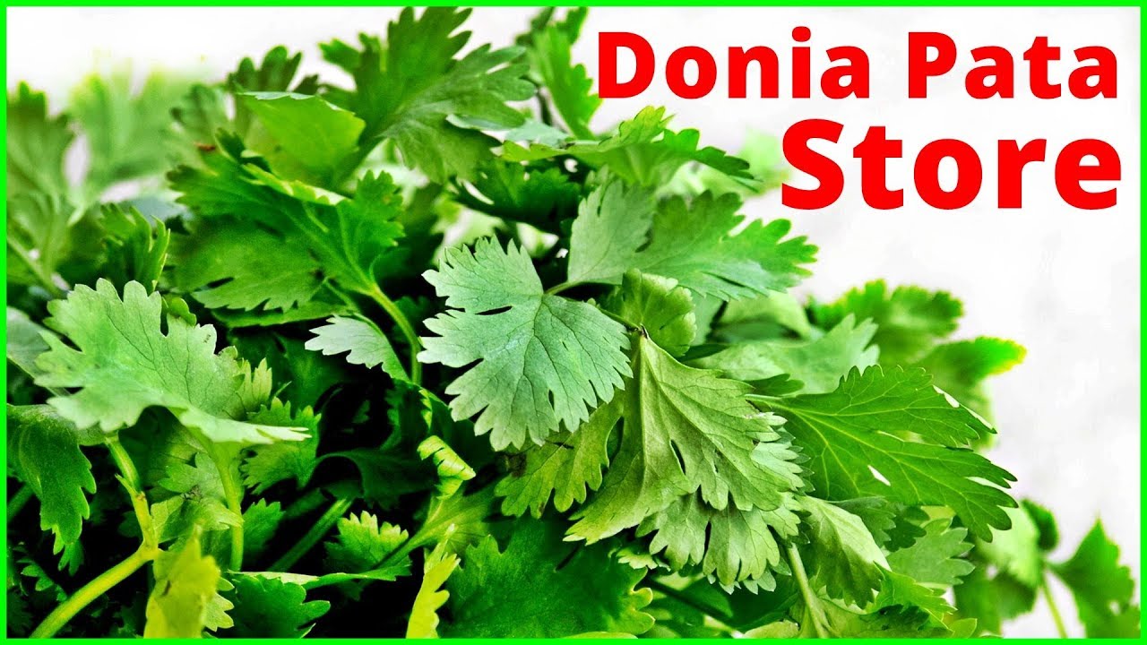 ধনিয়া পাতা সংরক্ষণের সহজ পদ্ধতি | donia pata | How to Store Coriander ...
