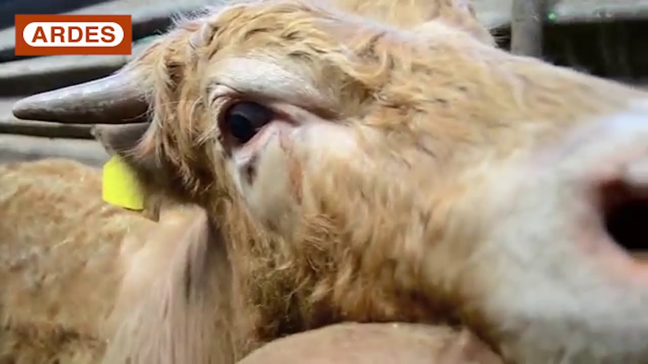 ¿Cómo se colocan los Aretes para Ganado? - YouTube