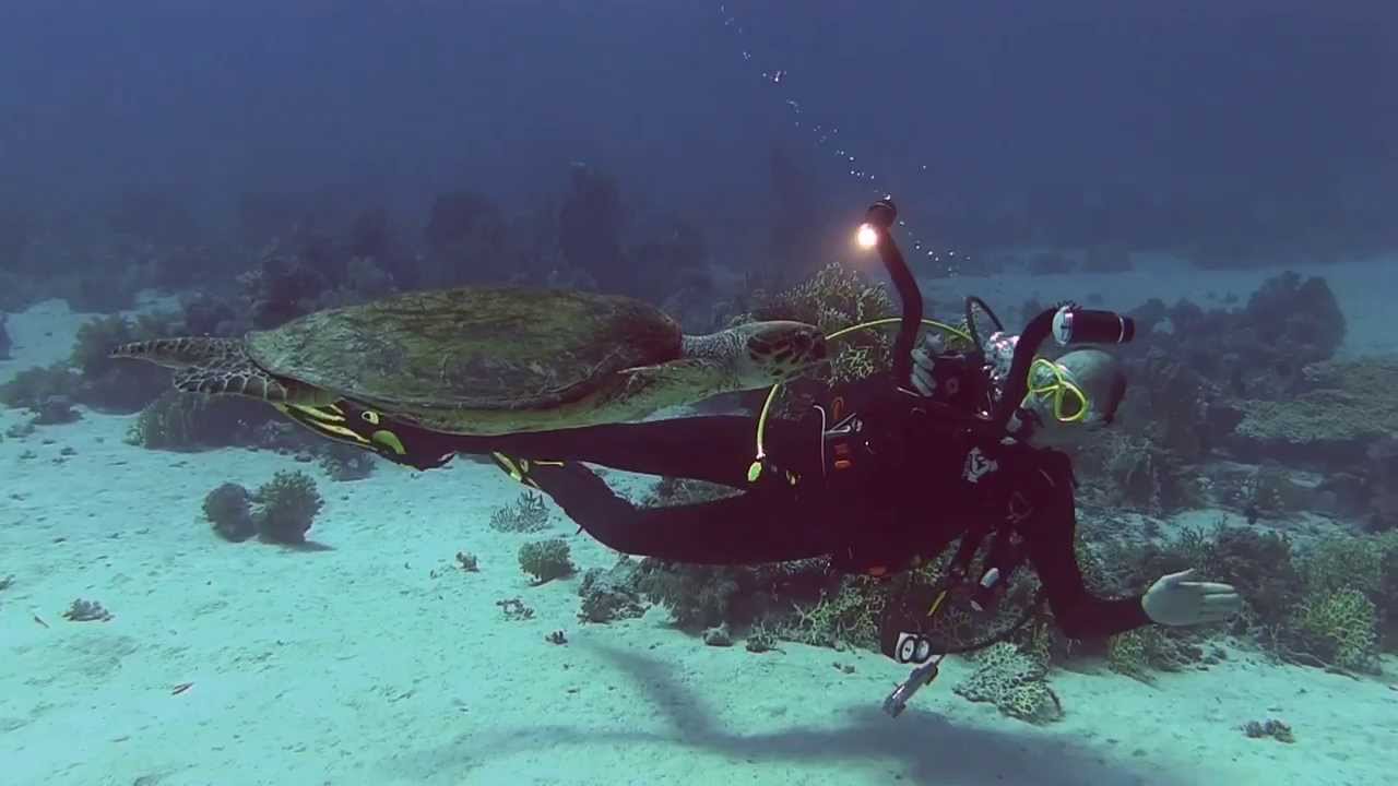 Diver captures Turtle footage with SeaLife DC1400 underwater camera and ...