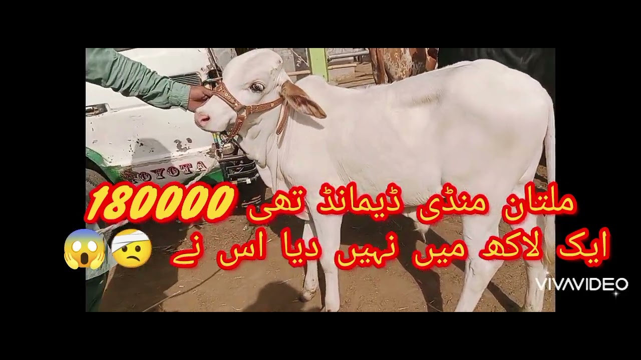 Multan Mandi May 2024 | Fancy Kid Pink Nose | Gulabi Nak ka bacha ...