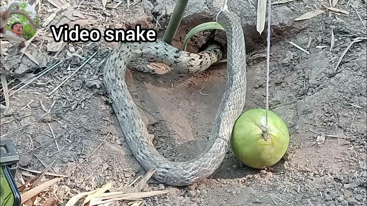 How to put a snake in a hole - YouTube