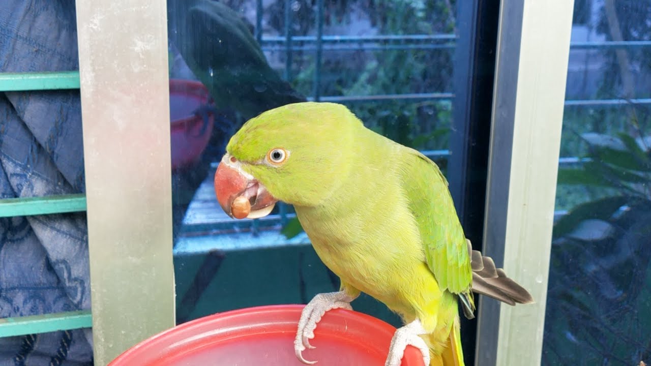 Beautiful Parrot [LIVE] - YouTube