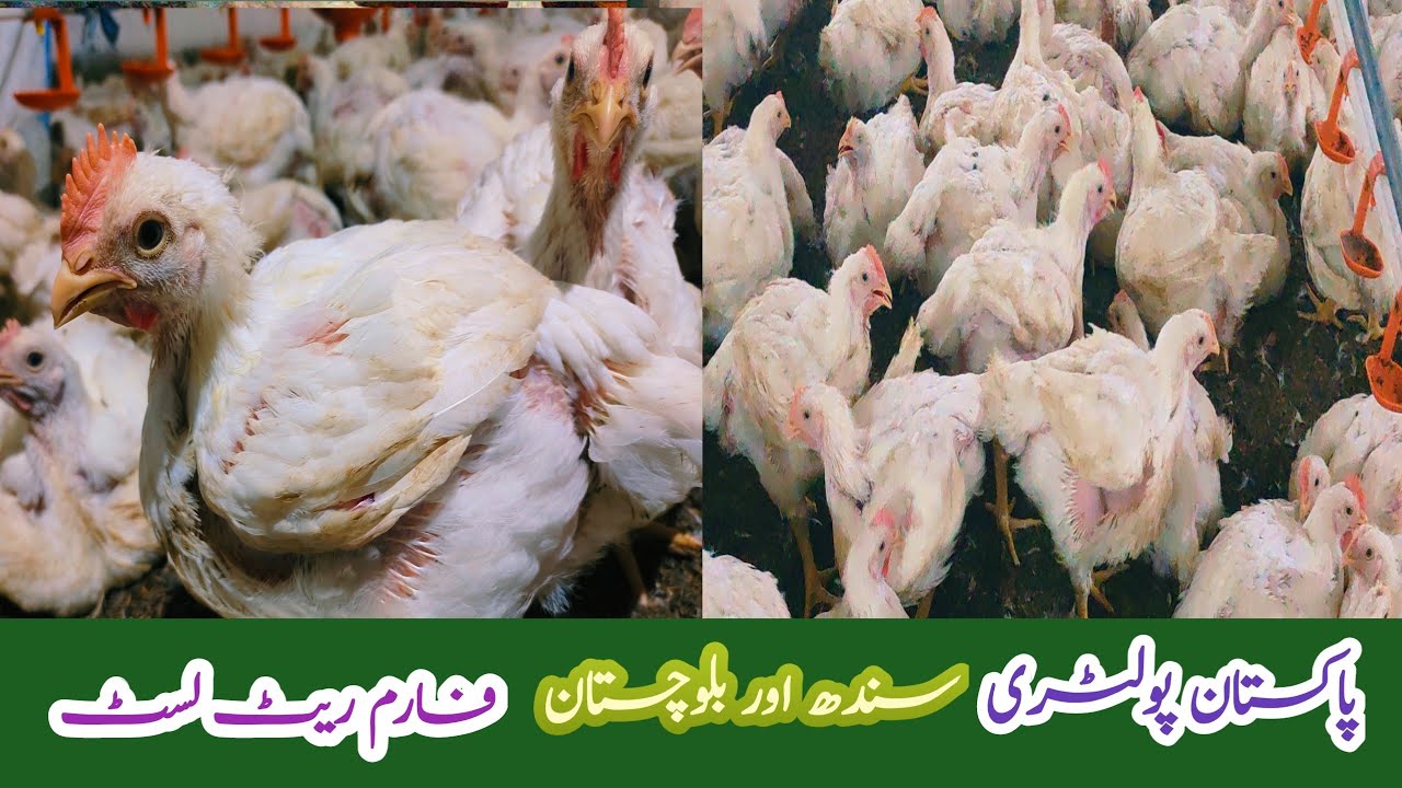 Broiler Farm Rate | Murgi Ka Rate |Pakistan Poultry | Ep 142 | 3 ...