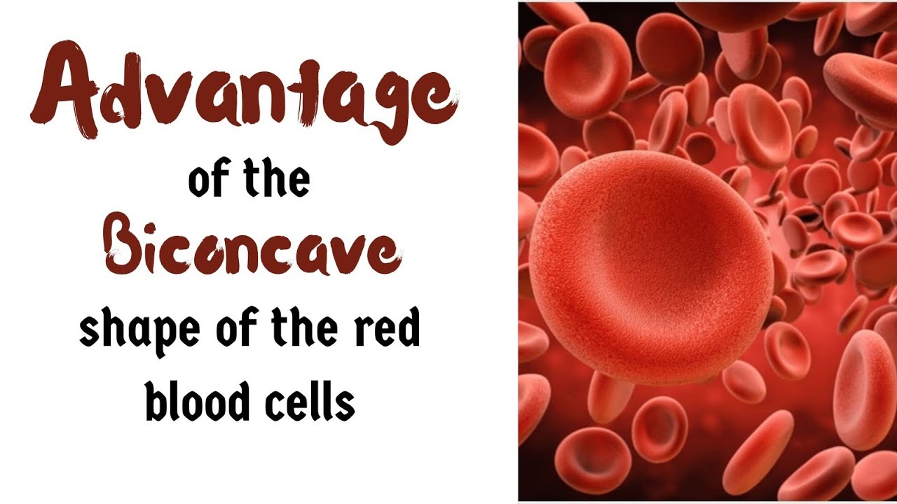 Advantage of the biconcave shape of the red blood cells || Basic ...