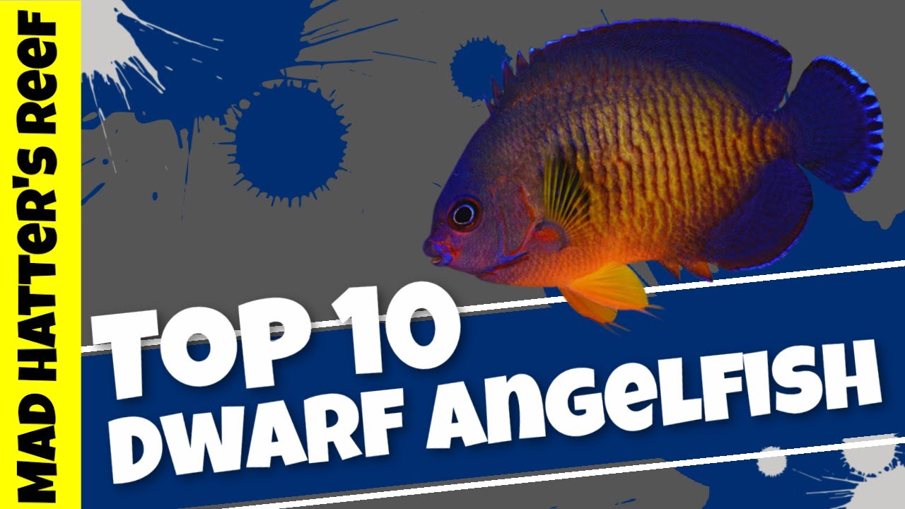 Top 10 Dwarf Angelfish - YouTube