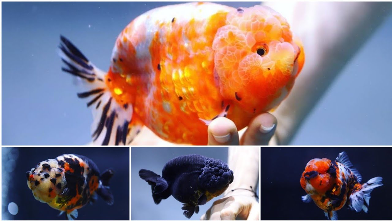 SHOW GRADE GOLDFISH COMPILATION - YouTube