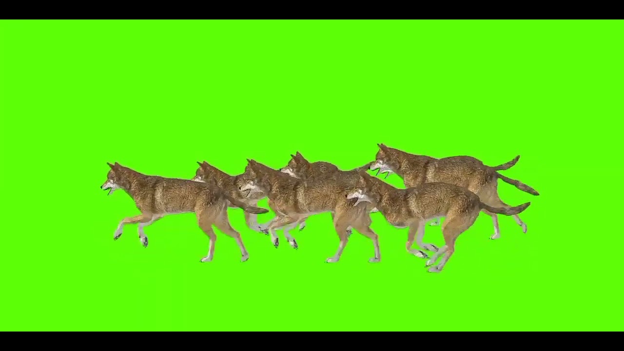fox's running green screen no copyright free/animals running green ...