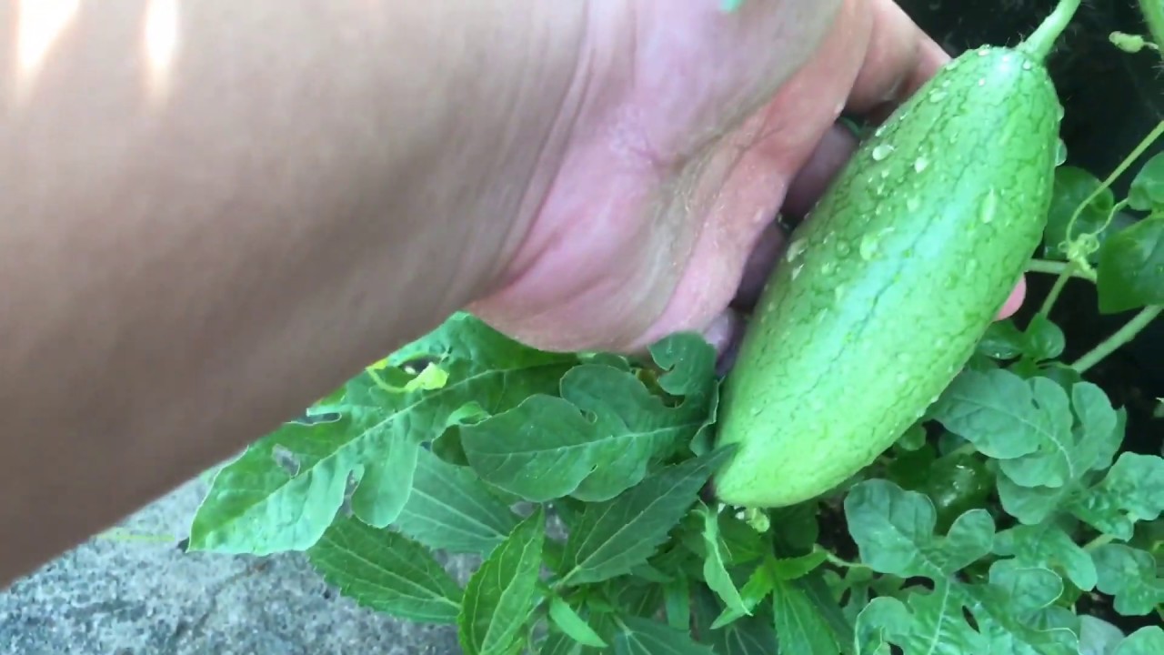 GARDEN IDEAS || WATERMELON IN A CONTAINER || MAXIMIZING SMALL SPACE ...
