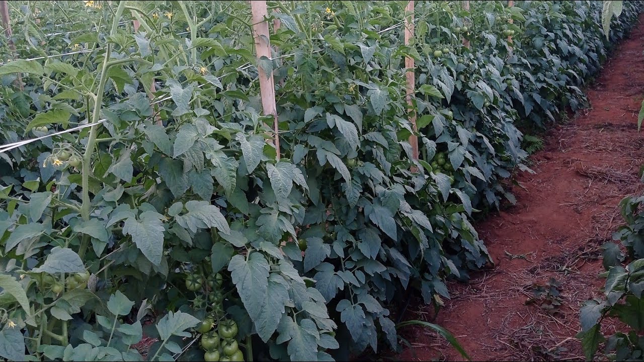 tomate tronus f1 - YouTube