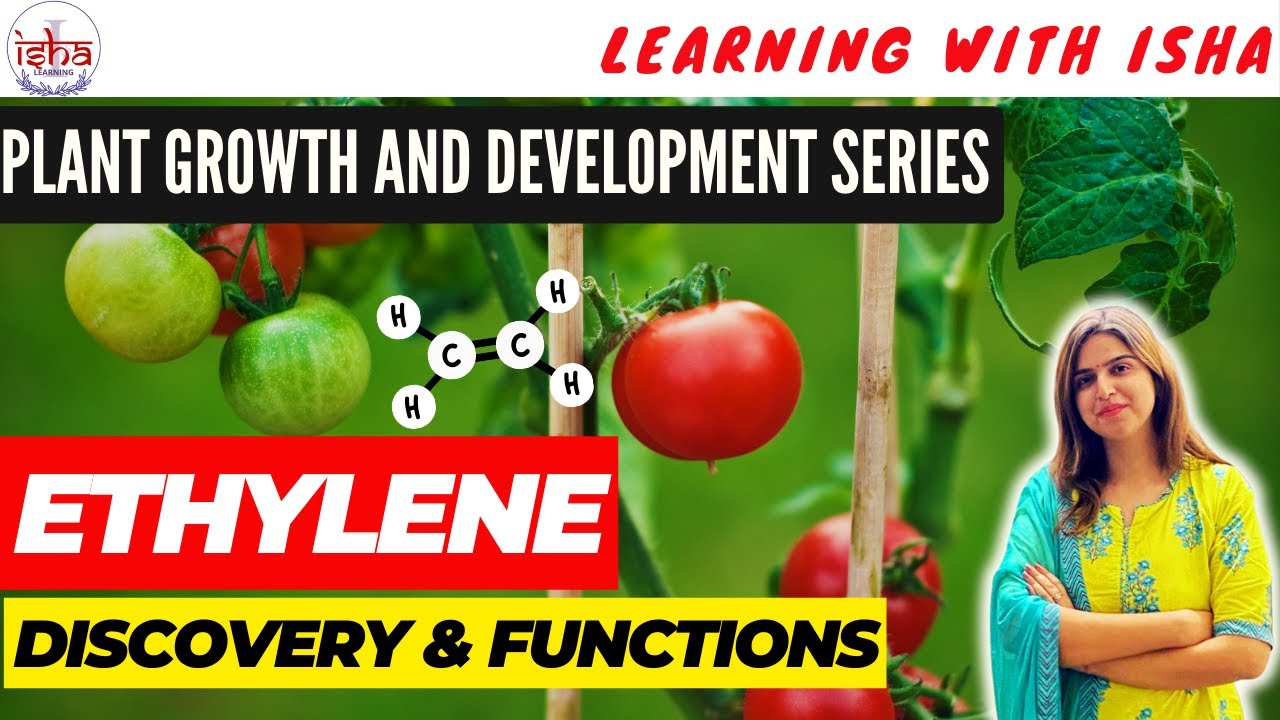 V-9| Ethylene plant hormone- Discovery & Functions| Plant hormone ...