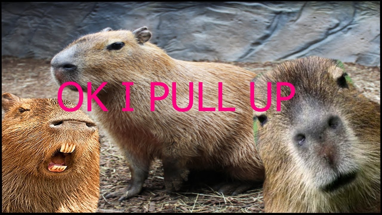 Capybara compilation - YouTube