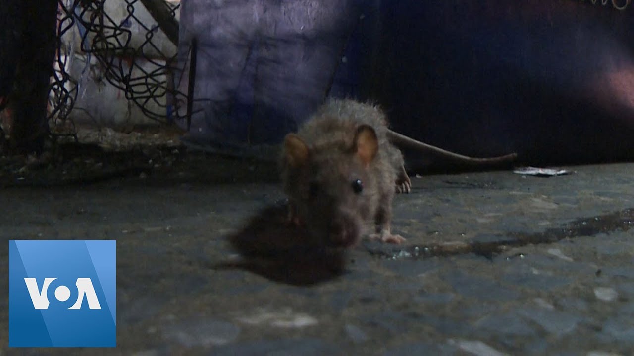 Rats Take Over Empty Streets in Thailand as Coronavirus Measures Take ...