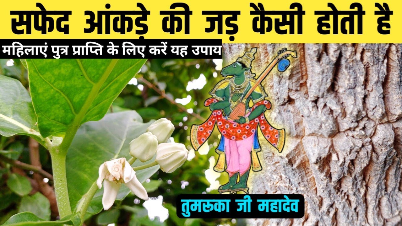 safed aankade ki jad kaisi hoti hai | सफेद आंकड़े की जड़ कैसी होती है ...