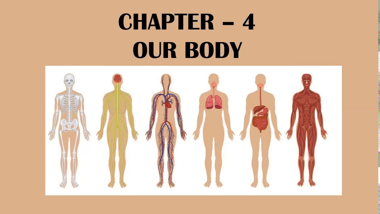 L-4 | Our Body | Part-1| Class-V - YouTube