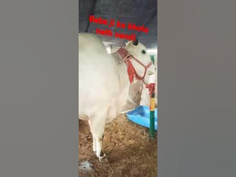 Baba ji ka bholu nath nandi (kdfa) - YouTube