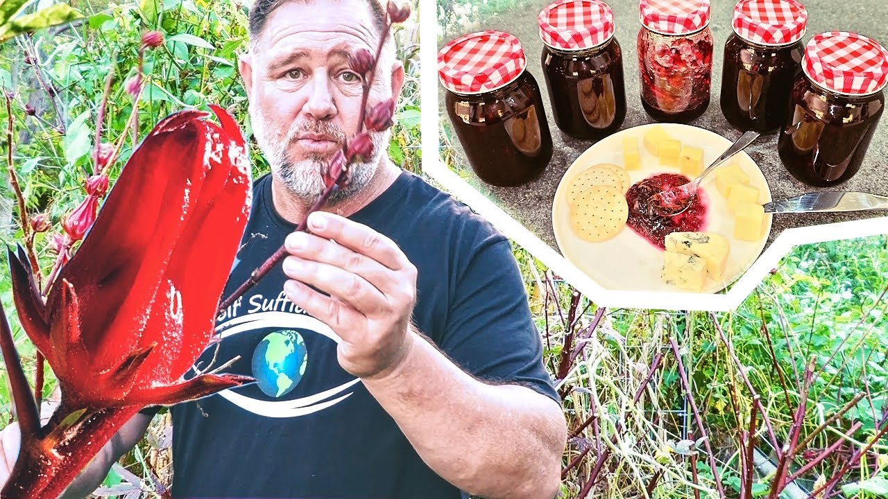Mastering the Art of Hibiscus Rosella Jam: A Step-by-Step Guide ...