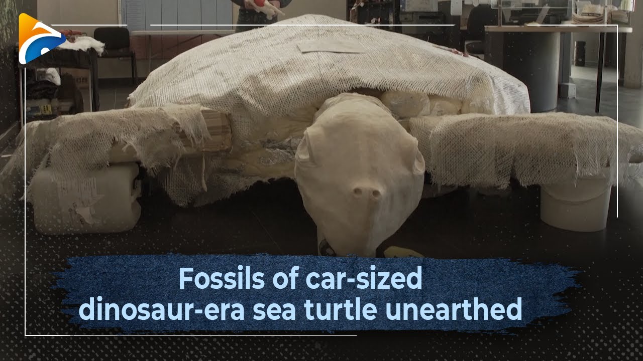 Fossils of car-sized dinosaur-era sea turtle unearthed | Geo News ...