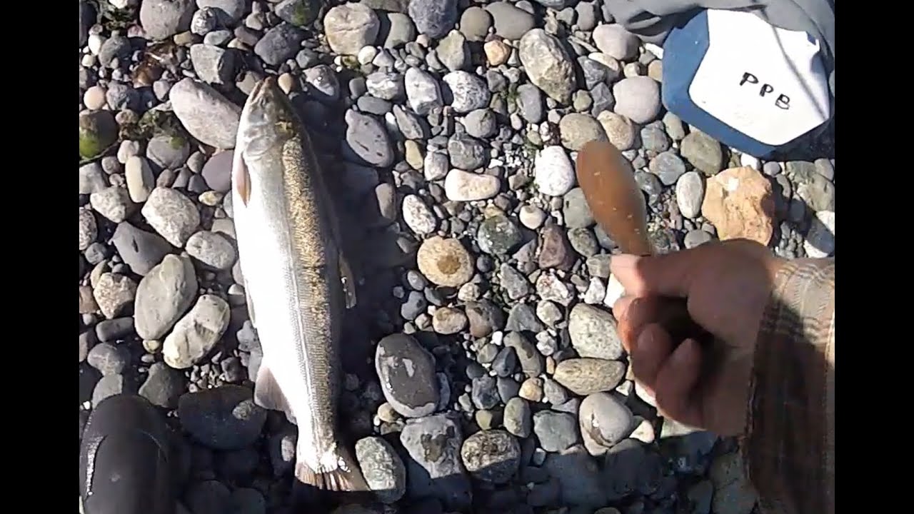 Coho fishing Possession State Park marine area 9, last days 28-29th of ...
